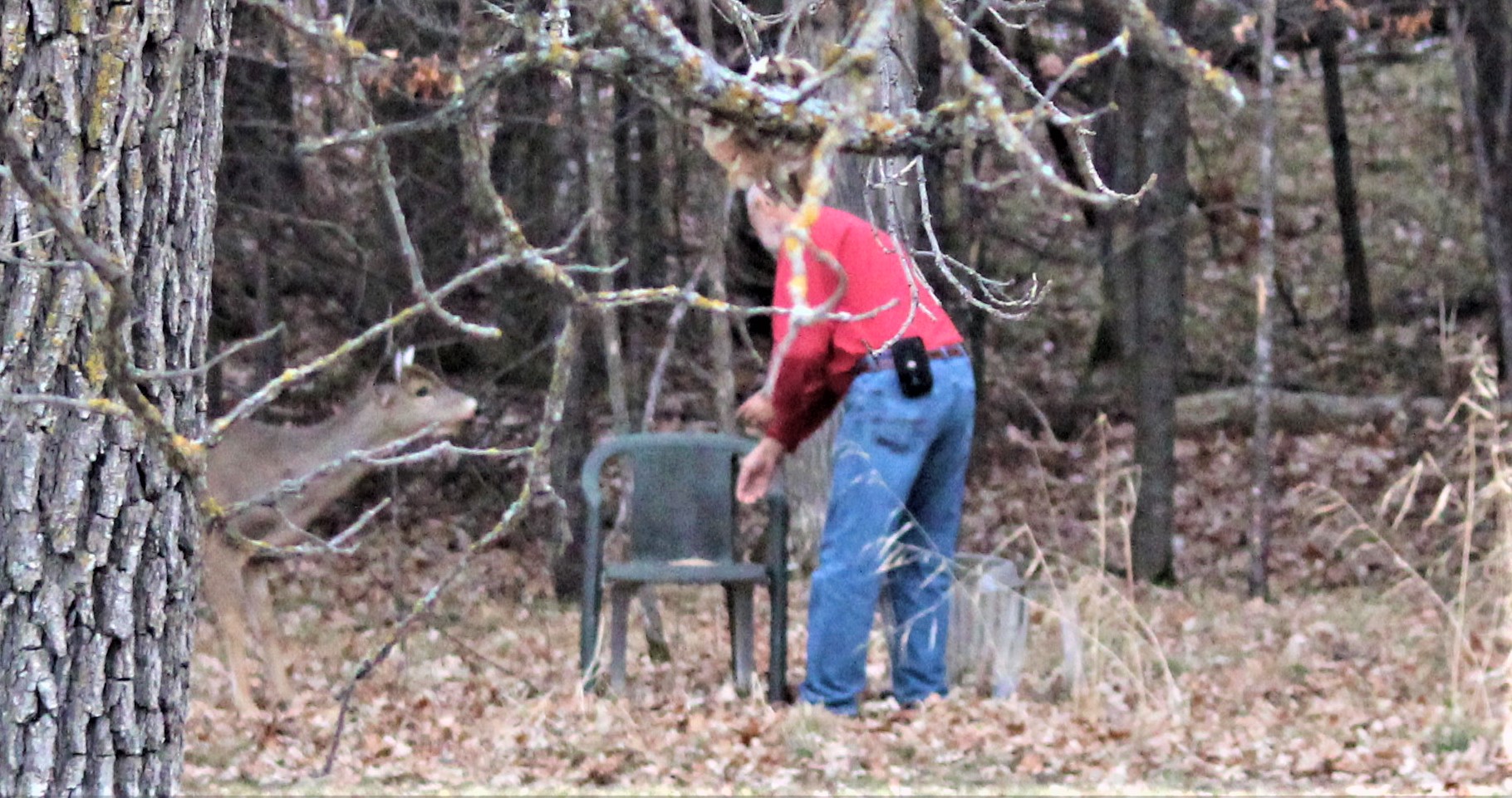 The Old Doe – garyfultz