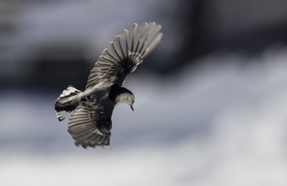 Navigating Winds Seasons – garyfultz