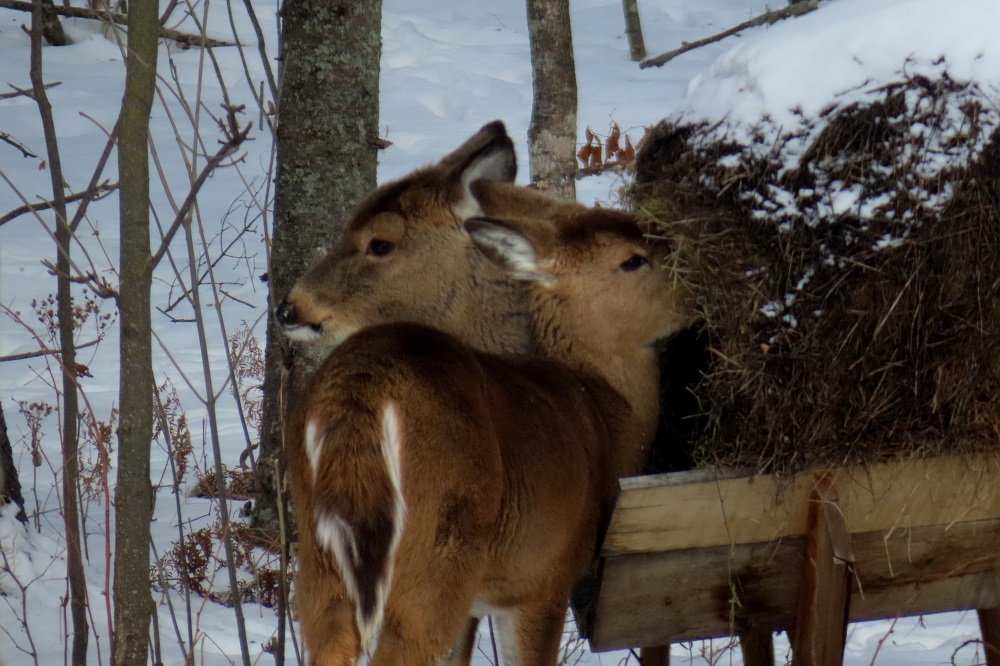 Appearances – garyfultz